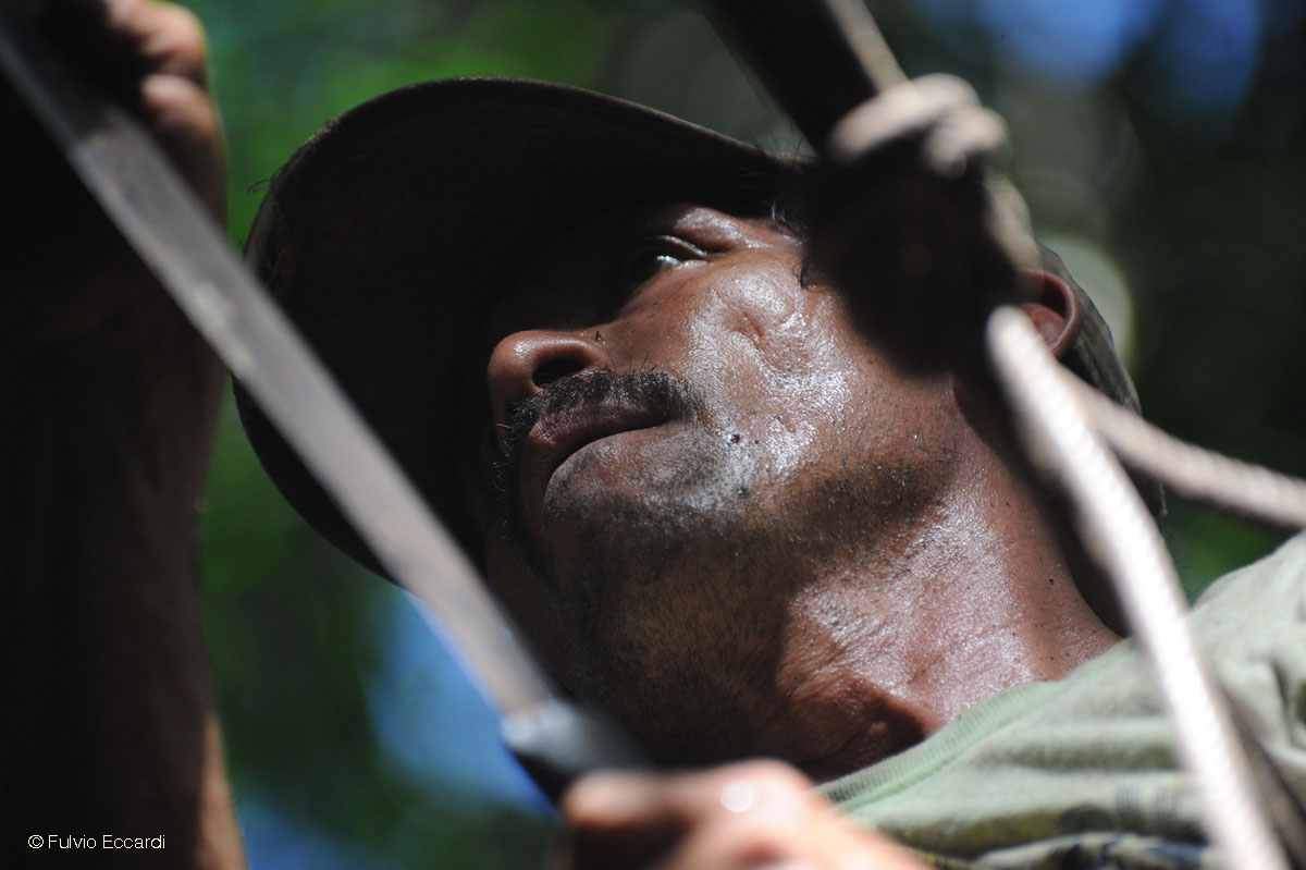 Chicza, chicle natural y sustentable producido en la selva maya - Suum