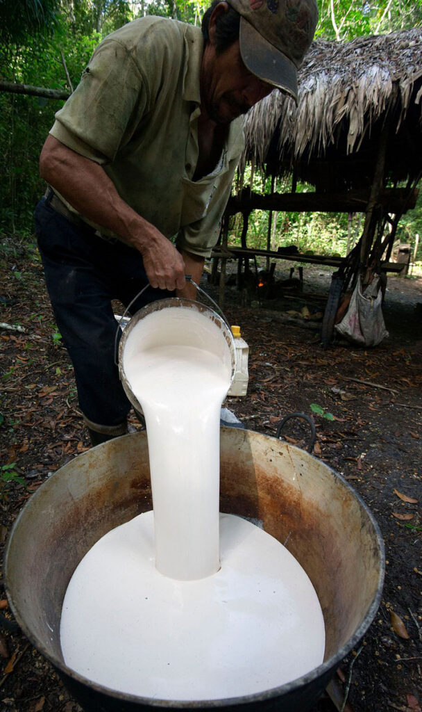 Chicza, chicle natural y sustentable producido en la selva maya - Suum